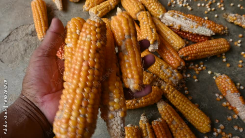 Corn cobs. Ear of corn isolated on white background. Corn Maize is a ...
