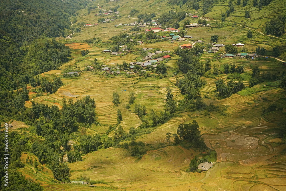 Amazing Rice Paddy or Rice Field in Muong Hoa Valley or Thung Lung ...