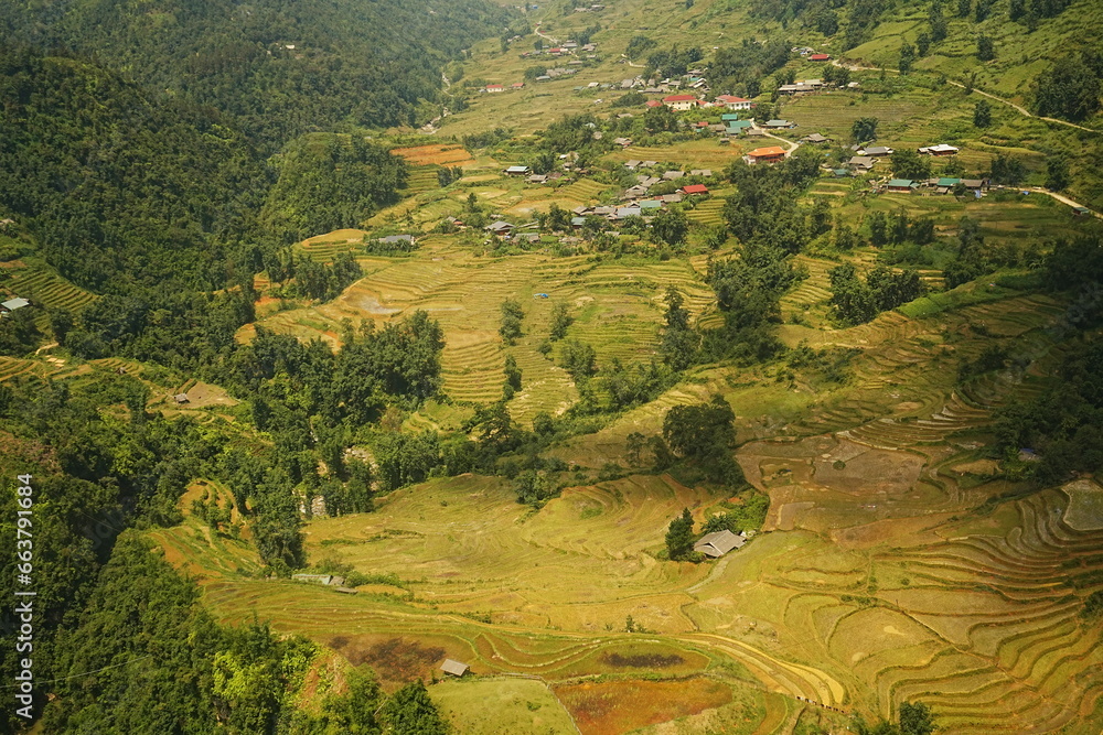 Amazing Rice Paddy or Rice Field in Muong Hoa Valley or Thung Lung ...