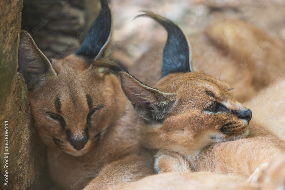 Portrait of a Caracal - Caracal caracal - has an open mouth and his ...