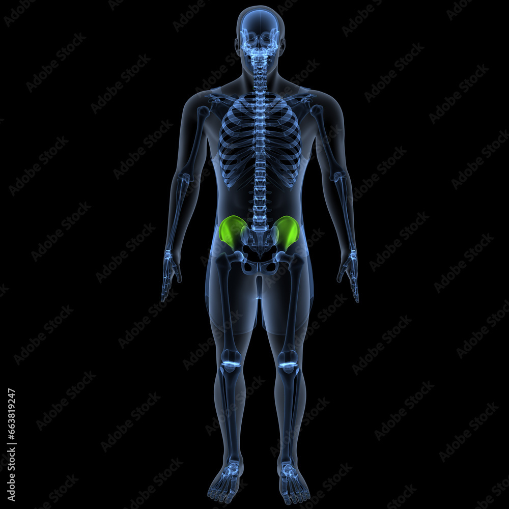 human skeleton femur,tibia,fibula,sacrum and spine,vertebrae anatomy ...
