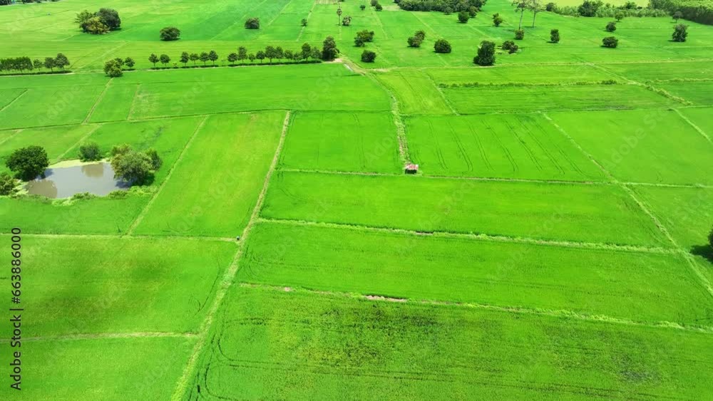 Vidéo Stock A breathtaking aerial vista reveals Thailand's emerald rice ...