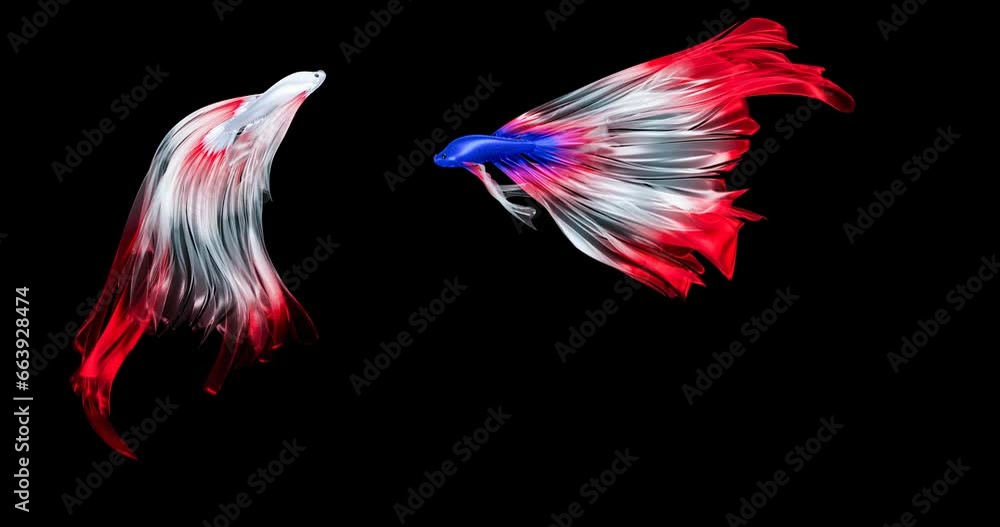 White fighting fish, long flowing red tail, has large red spots, looks ...