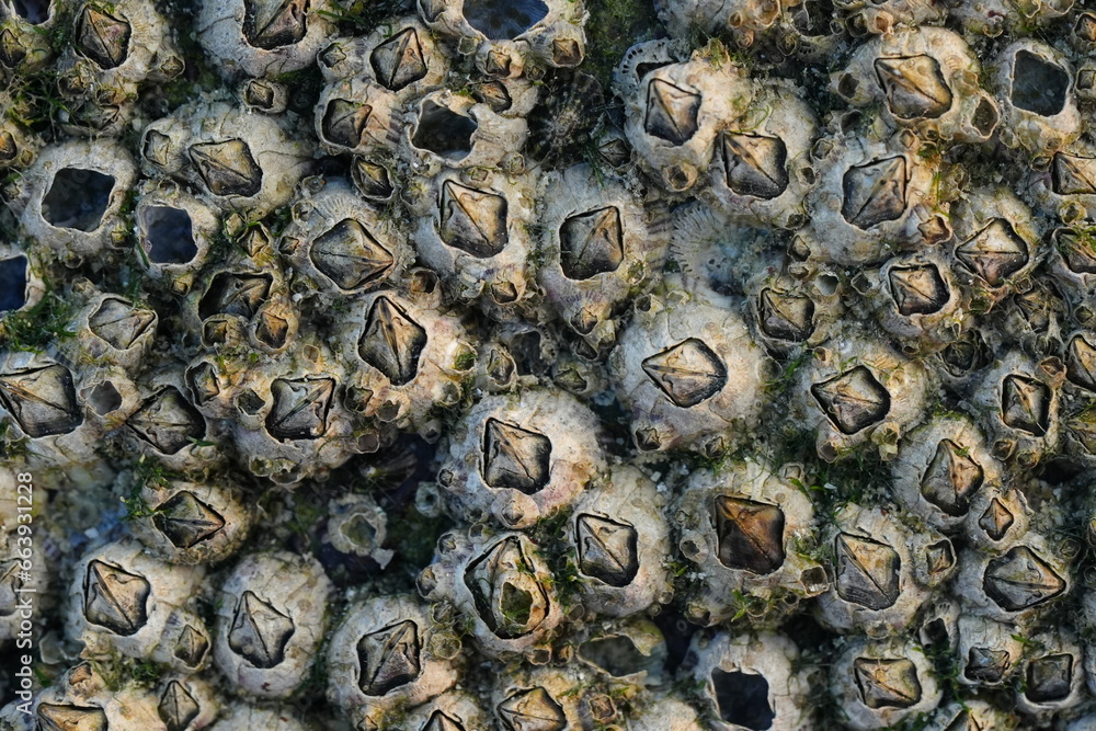 Amphibalanus reticulatus, also known as the reticulated barnacle, is a ...