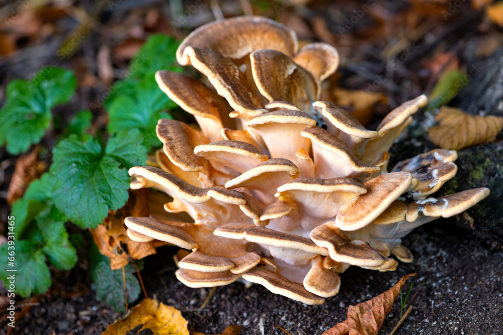 Giant or black-staining polypore (Meripilus giganteus) is a bracket ...