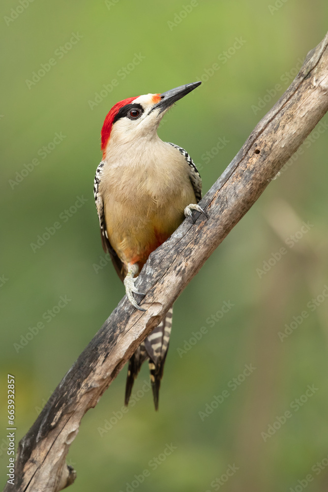 West Indian woodpecker (Melanerpes superciliaris) is a species of bird ...