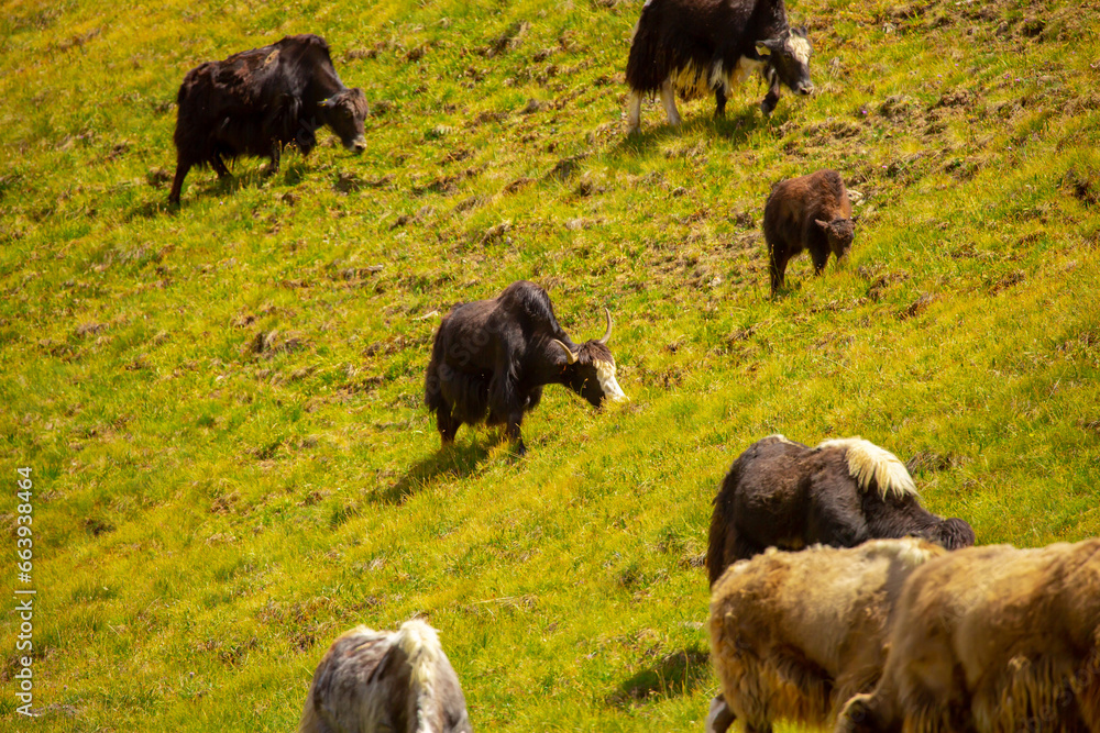 A herd of yaks graze in the mountains. Himalayan big yak in a beautiful ...