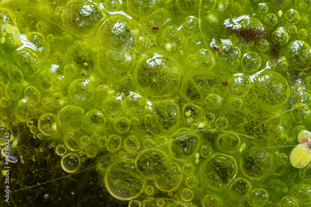 Freshwater algae Spirogyra release oxygen into the air, oxygen ...