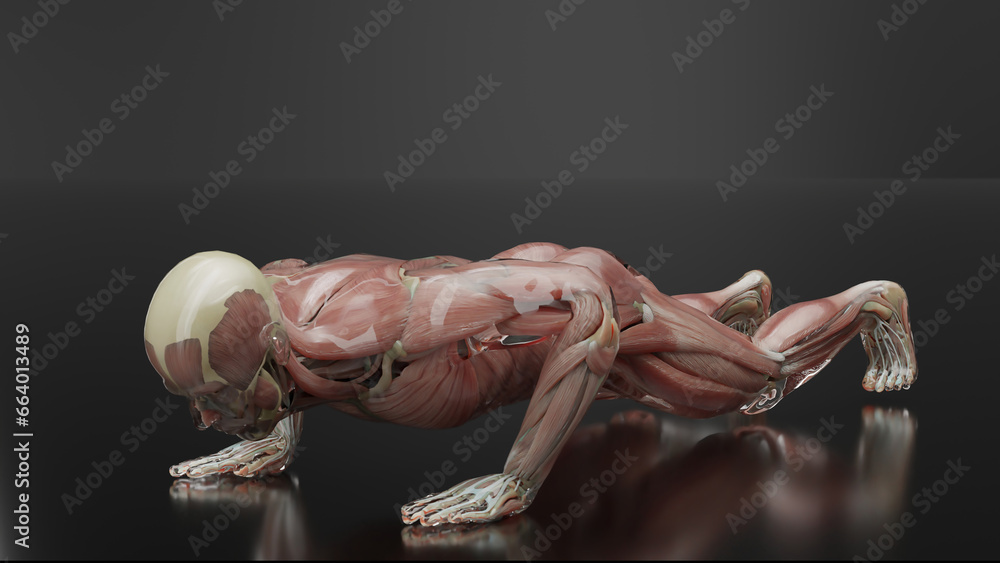 Man doing Push-Ups. Anatomy Muscles Tendons, Chest extreme workout ...