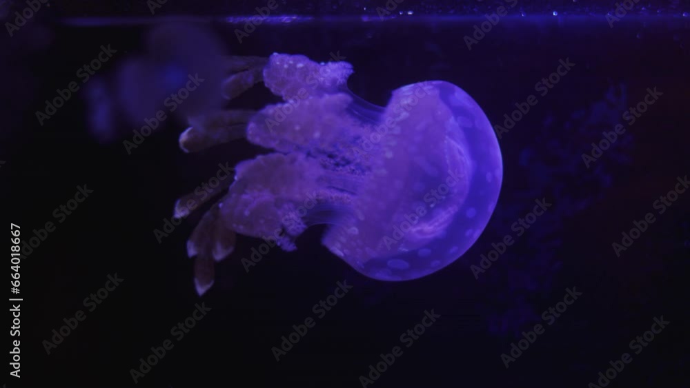 Closeup Exploration reveals the poisonous nature of jellyfish which ...