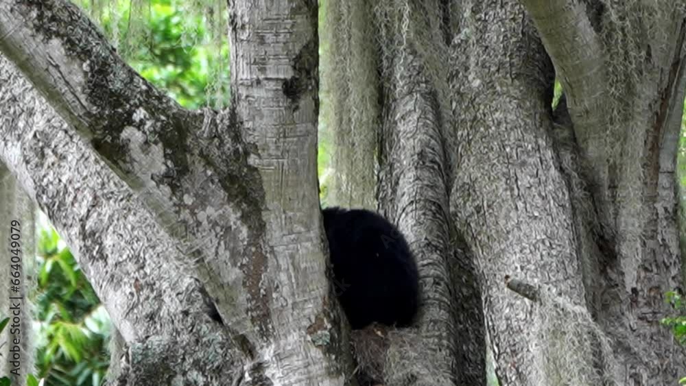 spectacled bear, Tremarctos ornatus, native to the forests of the ...