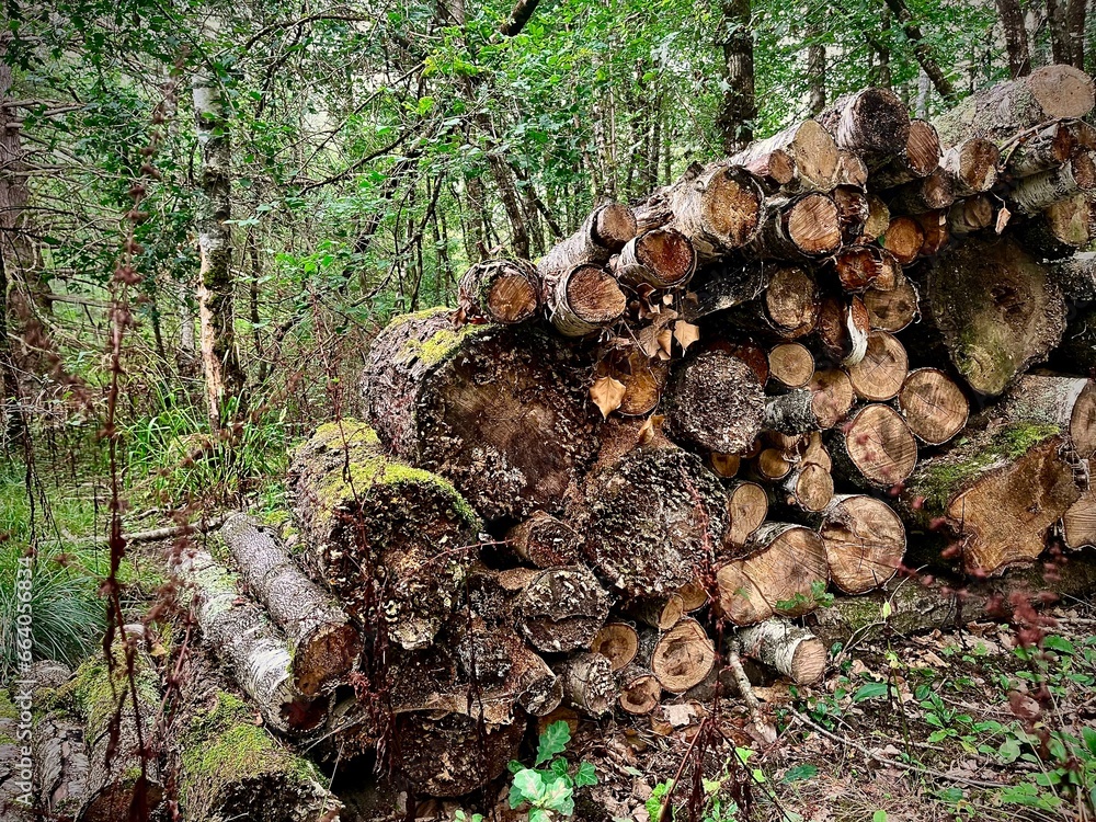 orderly stacking of cut wood and logs in the heart of the Sologne ...
