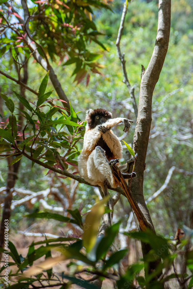 The crowned sifaka (Propithecus coronatus) is endangered endemic animal ...