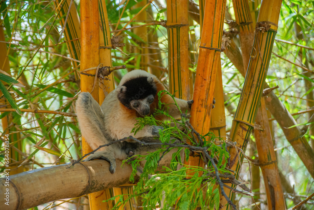 The crowned sifaka (Propithecus coronatus) is endangered endemic animal ...