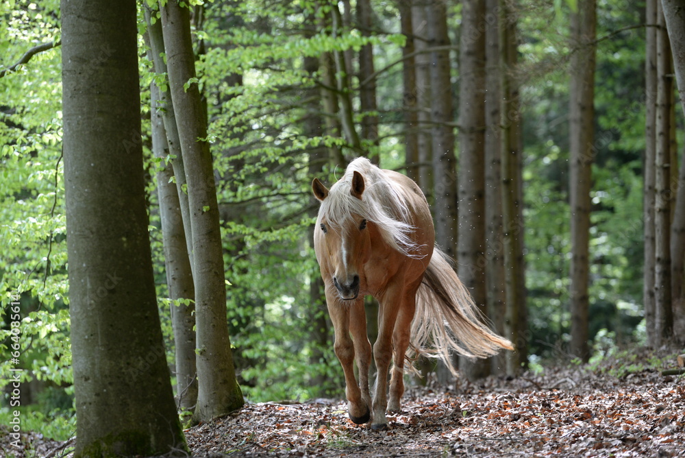 Waldpferd. Schönes Pferd frei im Wald Stock Photo | Adobe Stock