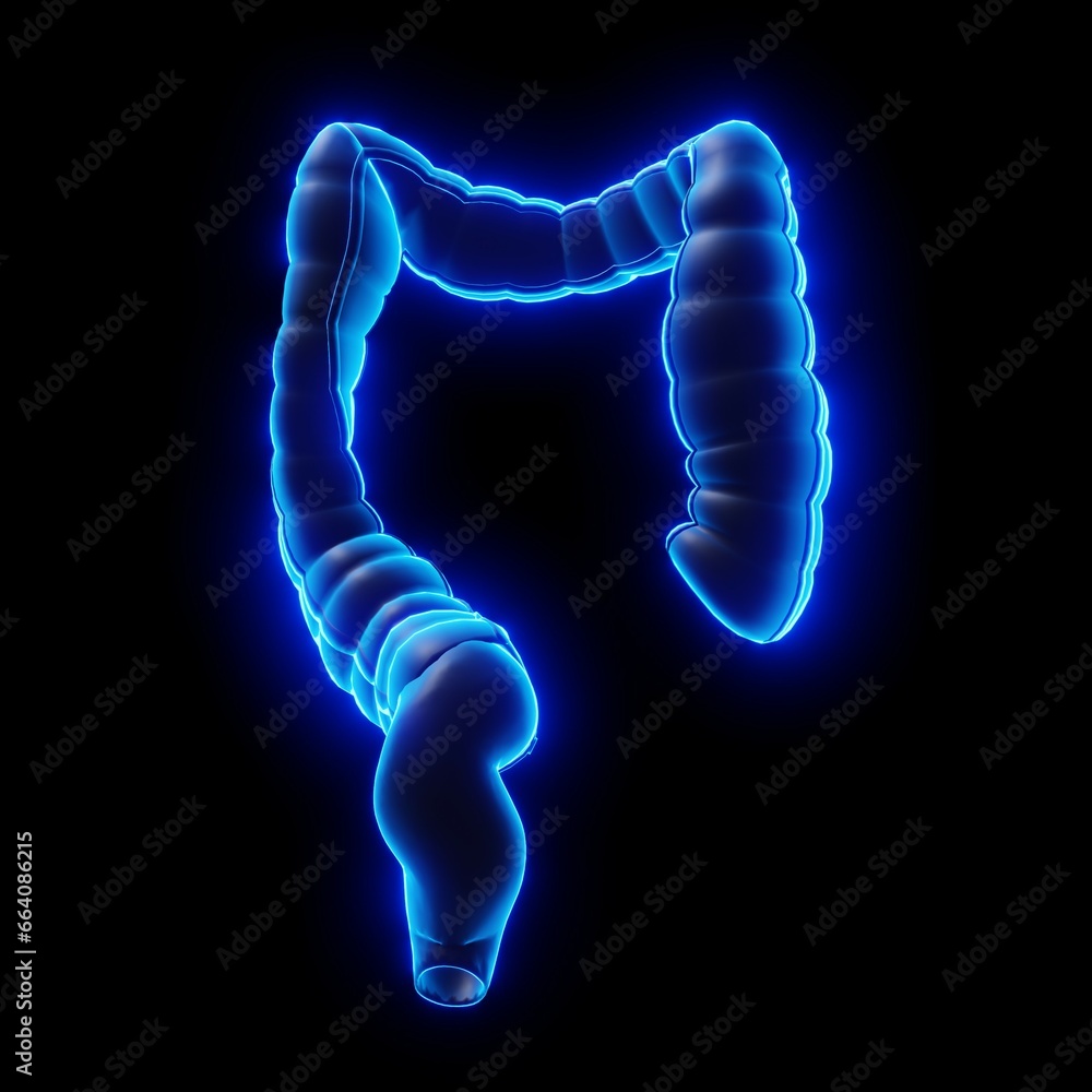 Colon x-ray style, internal organs 3D render, anatomy of the human body ...