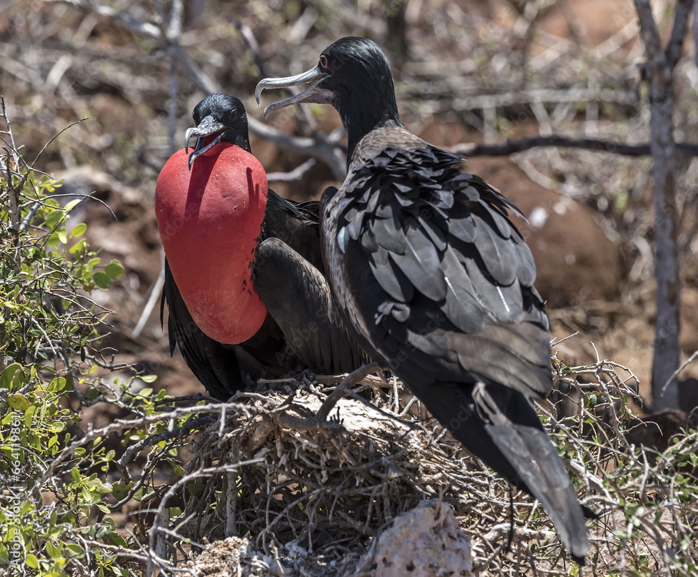 Magnificent frigate bird with inflated red gular sac, in the nest ...