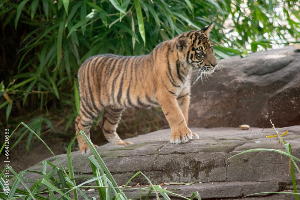 Tiger cubs are born small, blind, and weak. They're born with all their ...