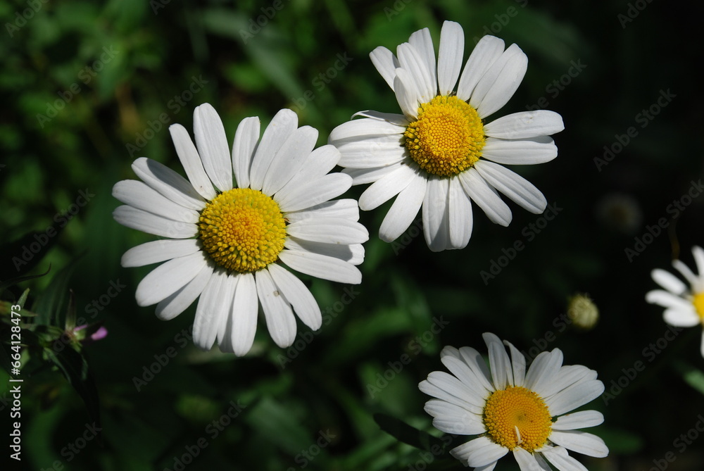 White daisies in the garden. White-yellow flowers grow on thin long ...