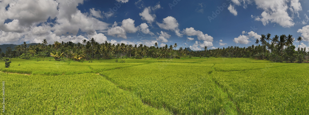 Panoramic sweeping fields of mature rice ready for harvest in the ...
