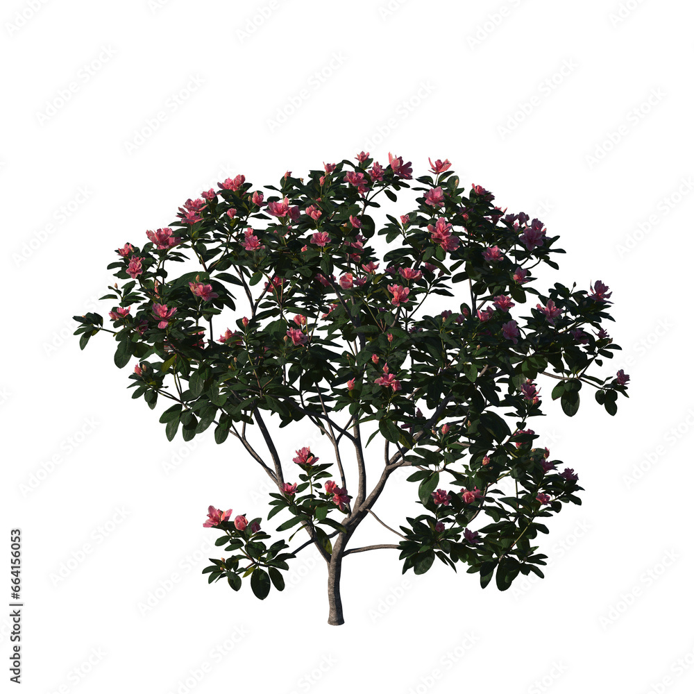 Rhododendron hybridum, rose, dendron tree, small tree, bush, tree, big ...