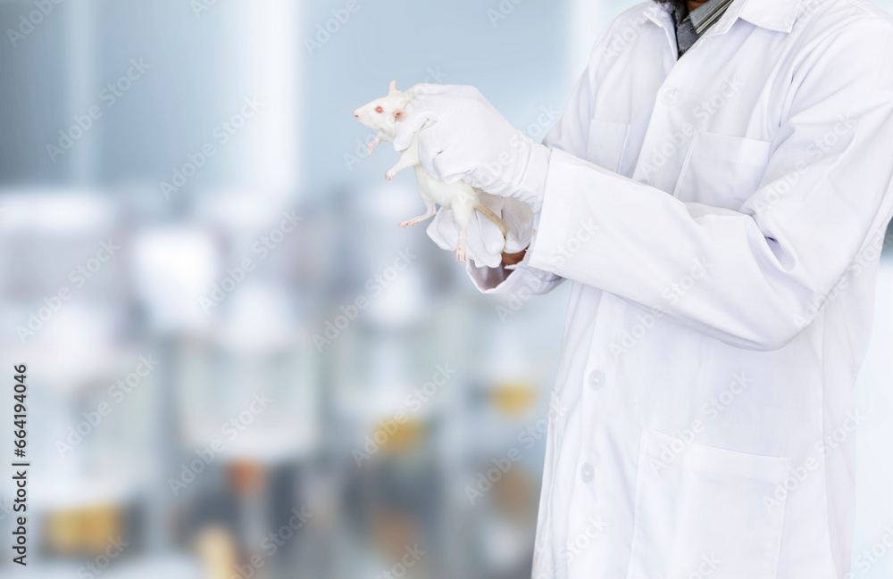 Research staff are injecting the mouse into animals, Experimental ...