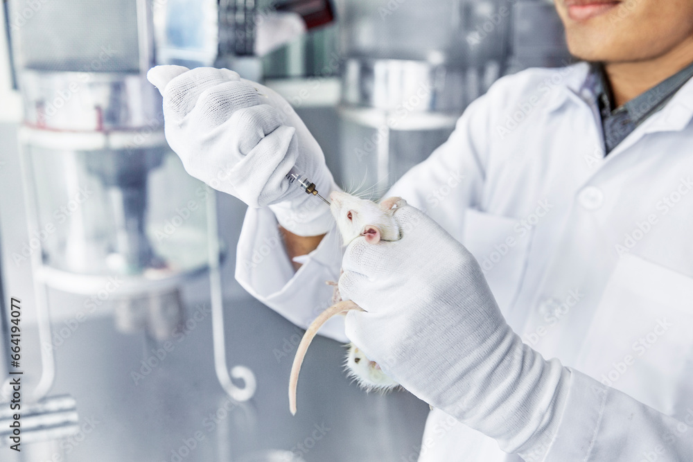 Research staff are injecting the mouse into animals, Experimental ...