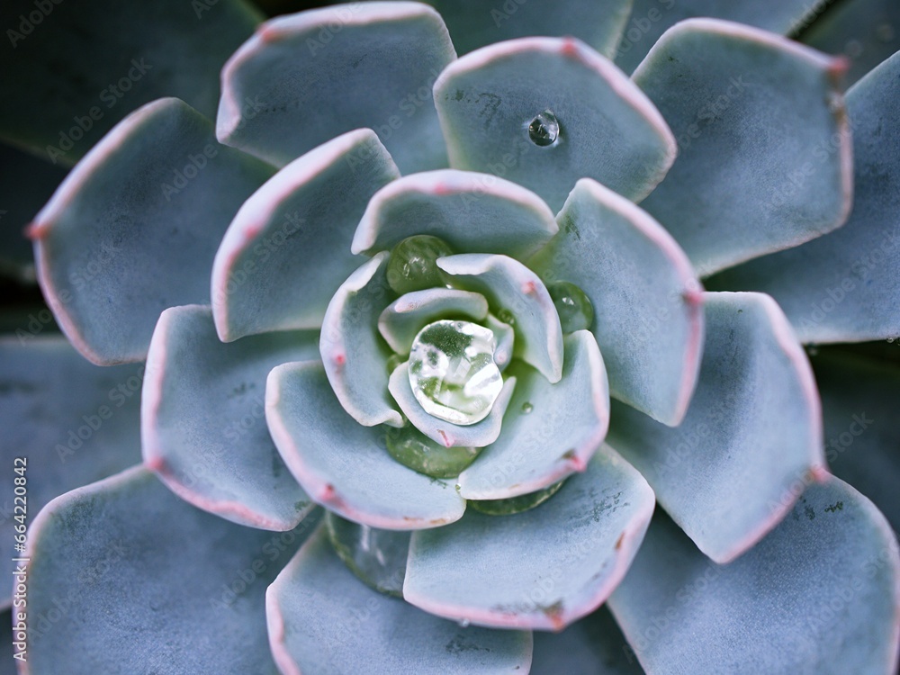 Macro succulent Cactus plant ,Echeveria elegans ,Rose Cabbage ,thick ...