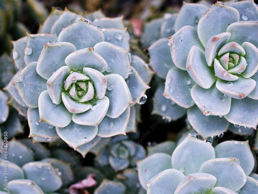 Macro succulent Cactus plant ,Echeveria elegans ,Rose Cabbage ,thick ...