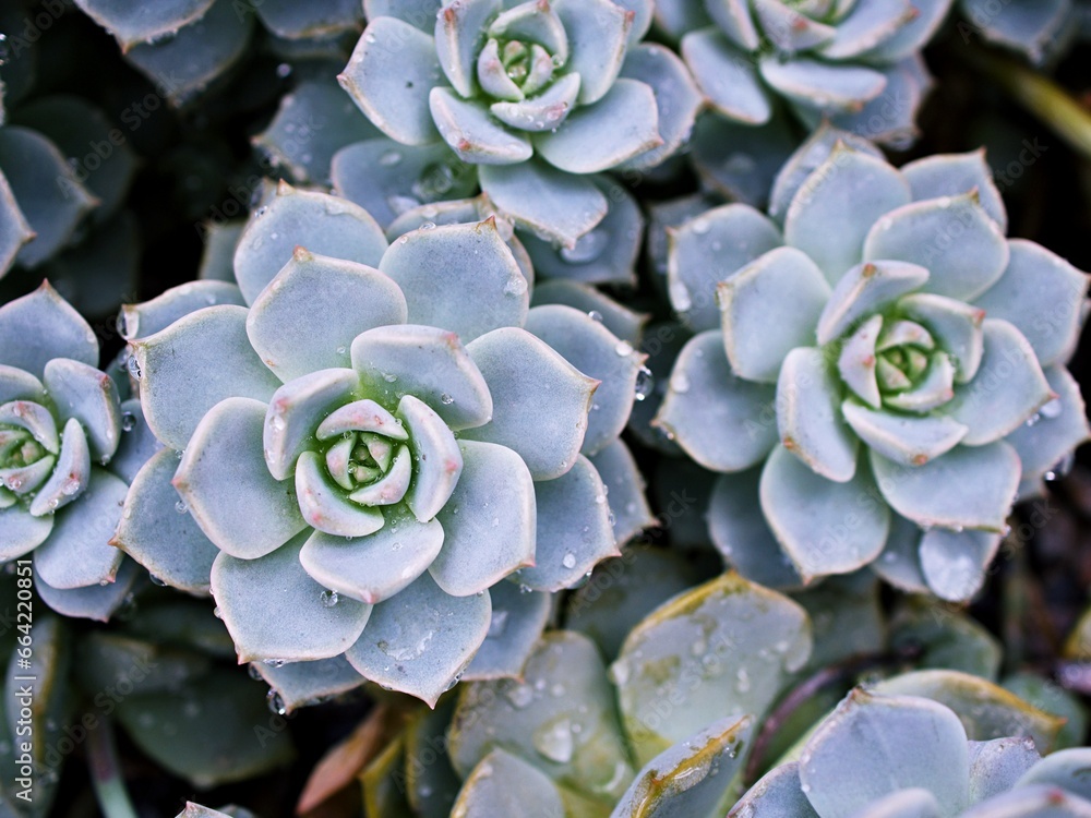 Macro succulent Cactus plant ,Echeveria elegans ,Rose Cabbage ,thick ...