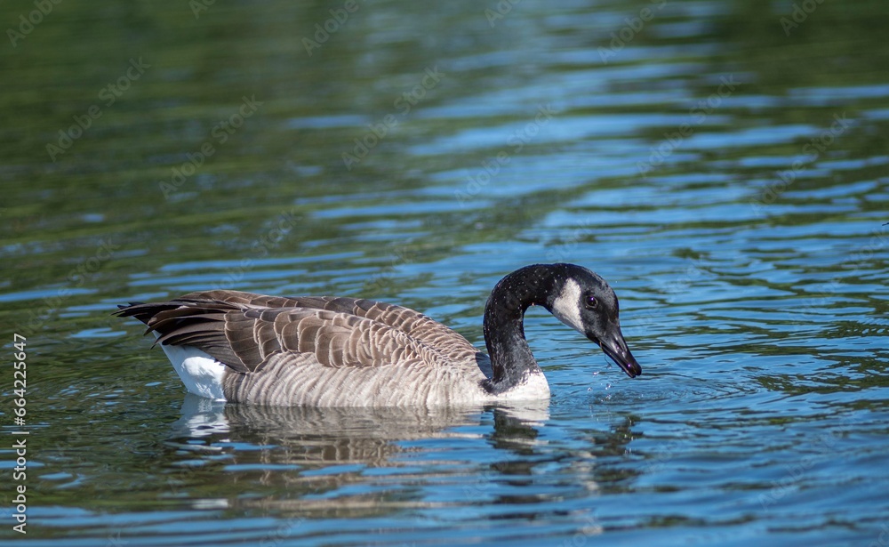 Isolated close up high resolution image of a single adult goose in the ...