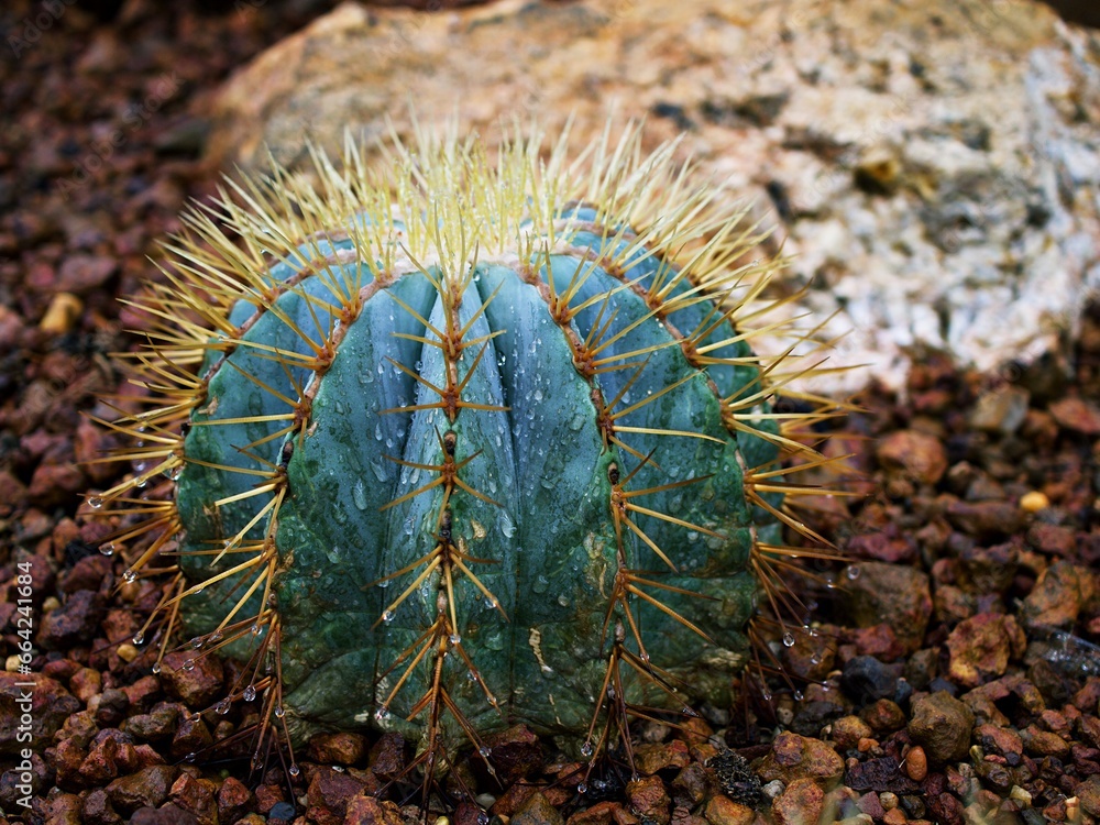Cactus Ferocactus Glaucescens ,Glaucous Barrel cactus ,Ferokaktus ...