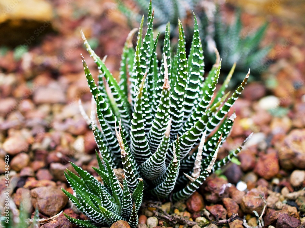 Succulent Zebra plant ,Haworthia Aloe Vera ,Pearl plant ,Zebra cactus ...