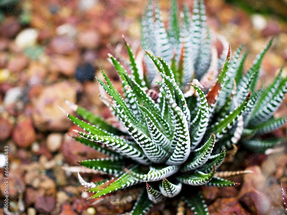 Succulent Zebra plant ,Haworthia Aloe Vera ,Pearl plant ,Zebra cactus ...