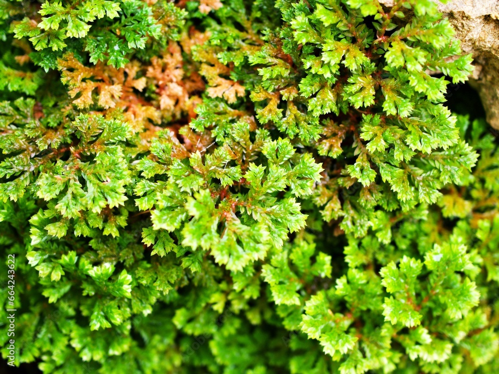 Green leaf of Selaginella Tamariscina moss plant ,Selaginella ...