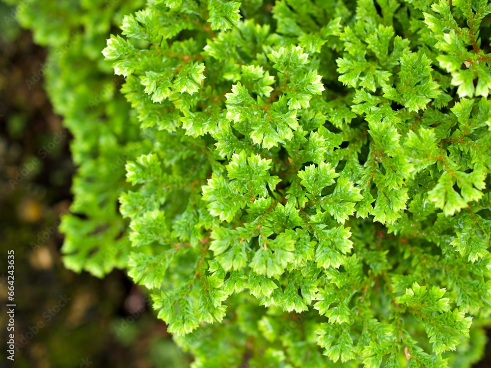 Green leaf of Selaginella Tamariscina moss plant ,Selaginella ...