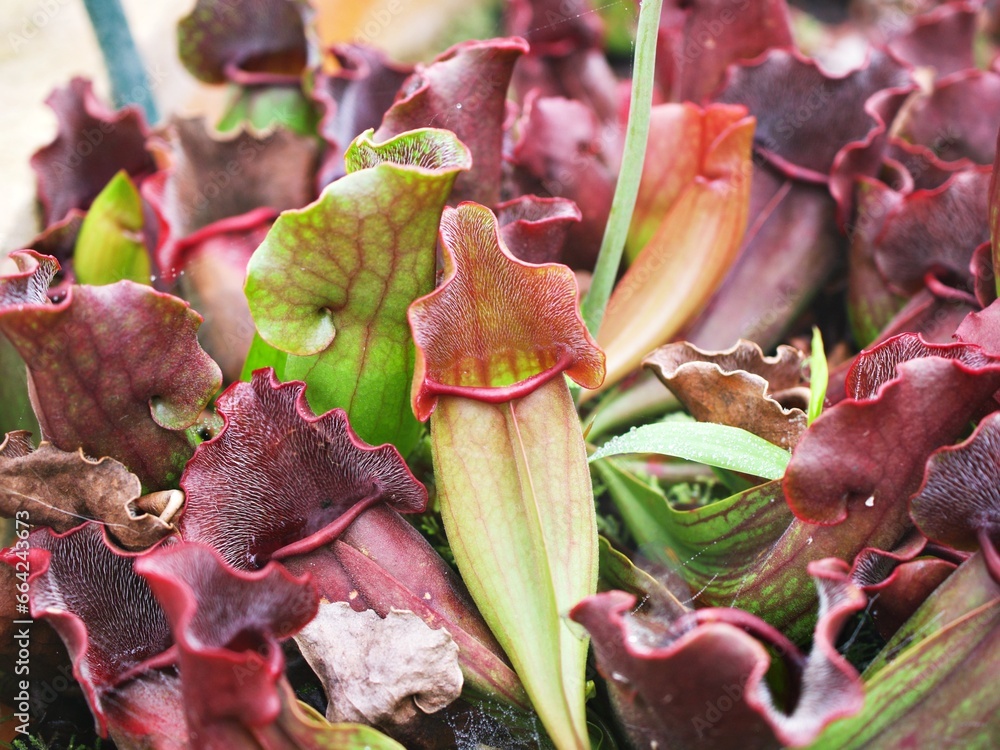 Carnivorous Pitcher plant ,Pitfall traps-a prey-trapping ,Sarracenia ...