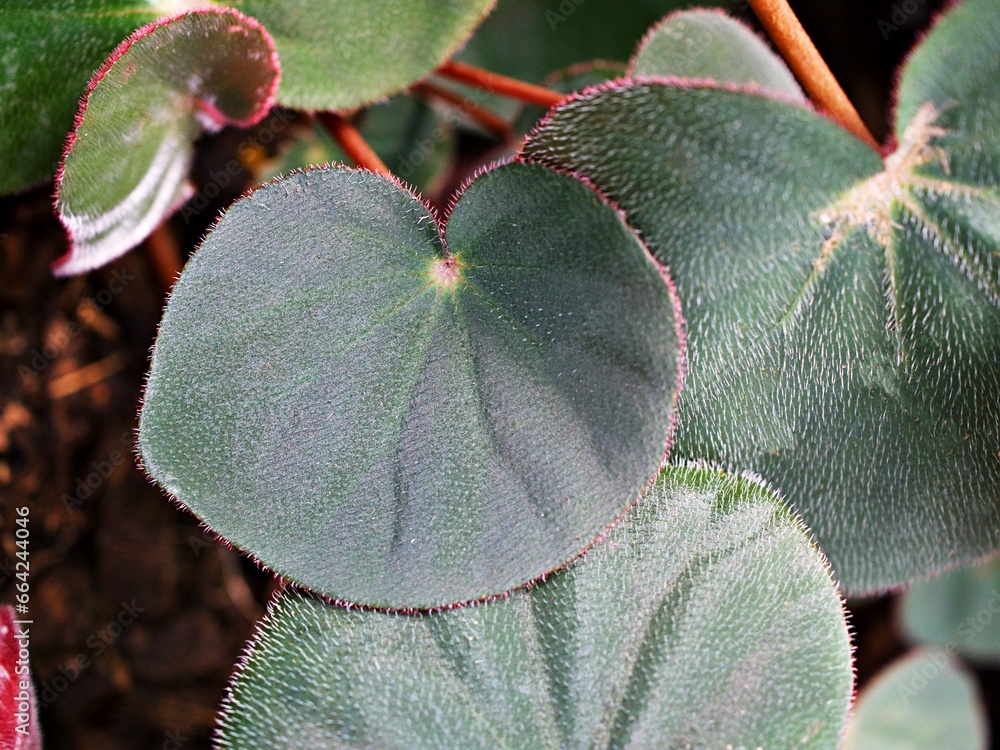 Painted Leaf red foliage King Begonia ,Painted Begonia ,Hybrid Rex ...