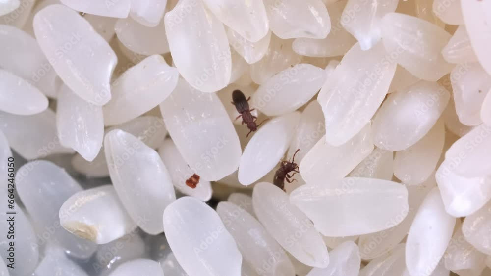 Rice weevils crawl and feed on white rice. Macro weevils close-up ...