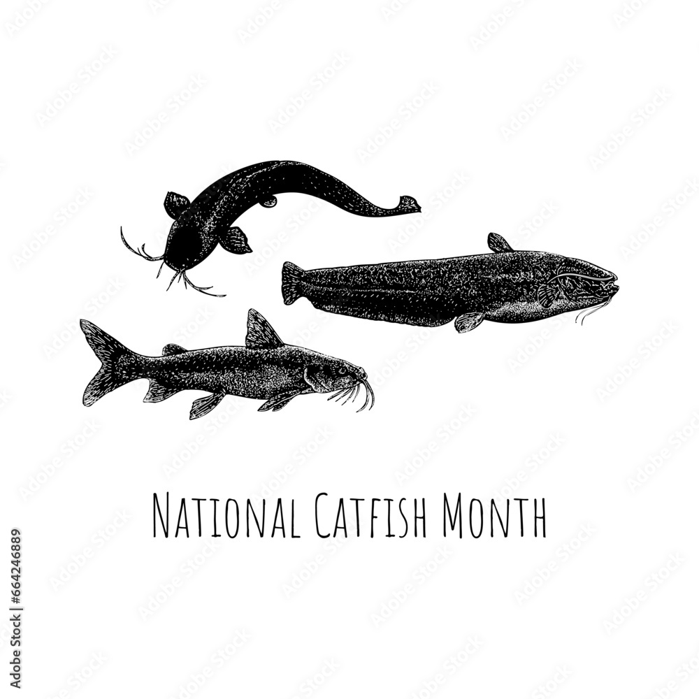 National Catfish Month hand drawing vector isolated on background ...