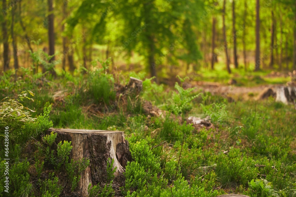 Deforestation. Stumps show that overexploitation leads to deforestation ...
