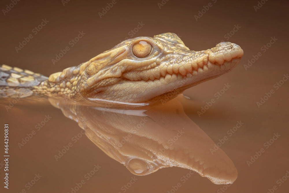 The Albino Siamese Crocodile (Crocodylus siamensis) is one of rarest ...