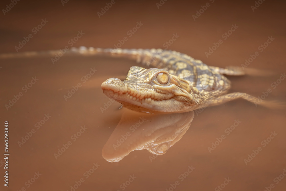 The Albino Siamese Crocodile (Crocodylus siamensis) is one of rarest ...
