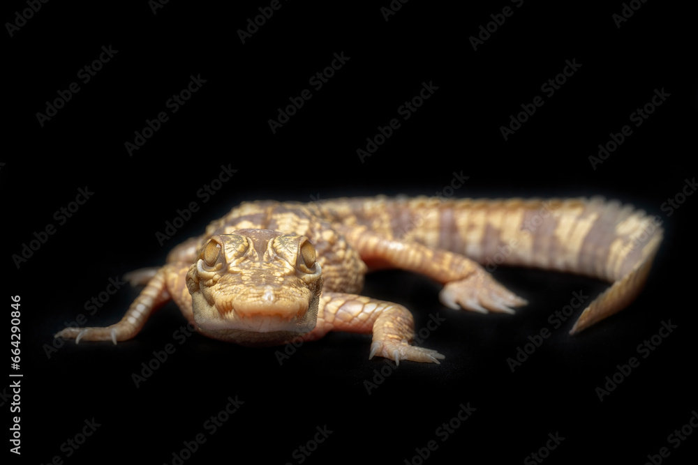 Foto de The Albino Siamese Crocodile (Crocodylus siamensis) is one of ...