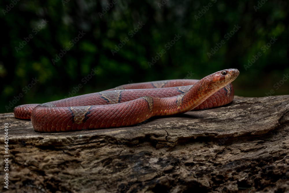 Oligodon albocinctus, also known as the Light-barred Kukri Snake, is a ...