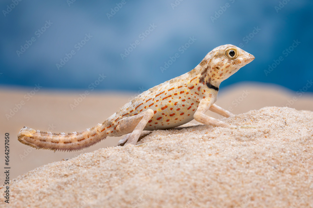 Pristurus carteri, commonly known as Scorpion-tailed Gecko, or Carter’s ...