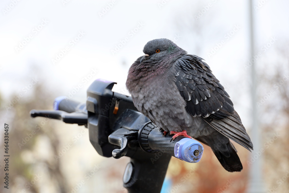 Pigeon sit on handlebar of electric scooter on city street. Dove on ...