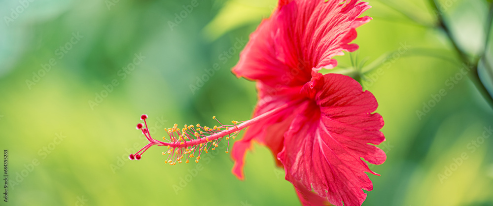 Bright large red flower of Chinese hibiscus. Hibiscus rosa-sinensis on ...