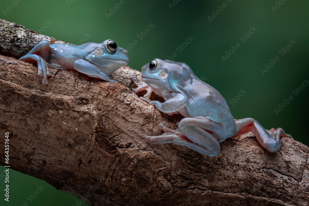 The Blue Dumpy Tree Frog (Litoria caerulea) is a species of tree frog ...