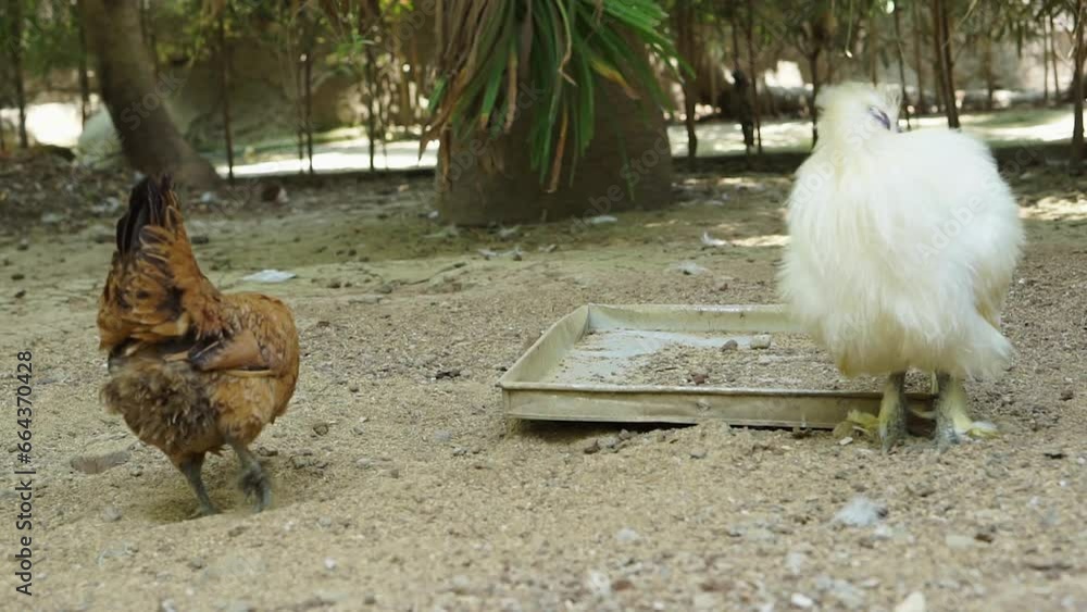 white furry chicken rooster or silkie and his hen on the farm field ...